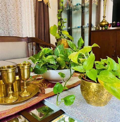 প্রাণ ভরে ভিজছে গাছগুলো কুঠির Facebook