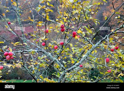 Crabapple Tree Hi Res Stock Photography And Images Alamy