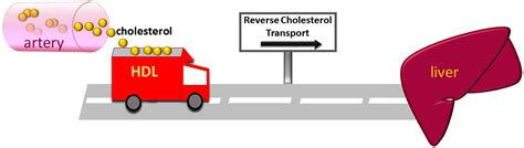 Is HDL Cholesterol Always Good For You Surprises Overturns And Promises Atlas Of Science