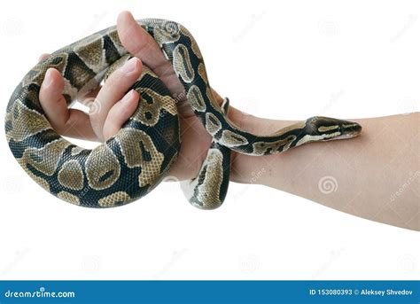The Image Of The Royal Or Ball Python On The Hand Of Man Stock Image