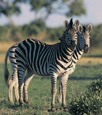 Zebra Size Diet And Facts Britannica