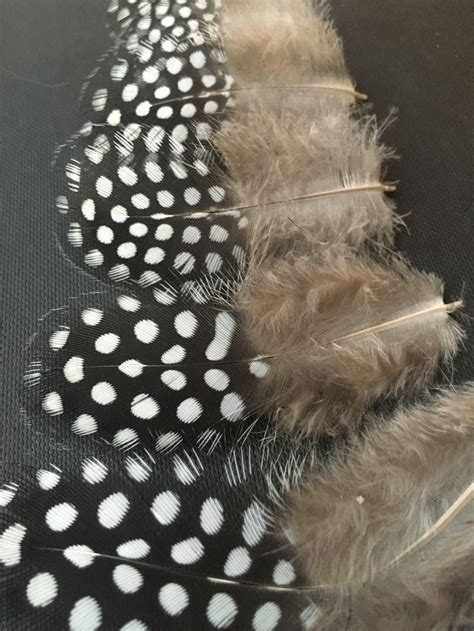 Guinea Feathers 40 Small Guinea Fowl Feathers Mix Polka Dot Feathers