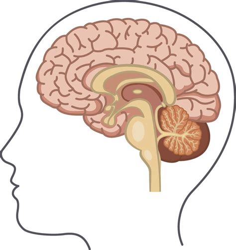 Human Brain Side View Illustration Of The Brain From The Inside Human