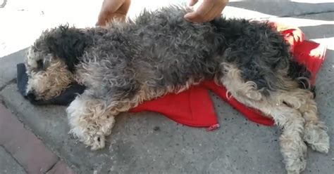 Fiscalía Judicializó A Mujer Que Abandonó A Su Animal Enfermo En Vía