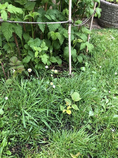 I Made The Mistake Of Planting Raspberries Next To My Lawn A Couple