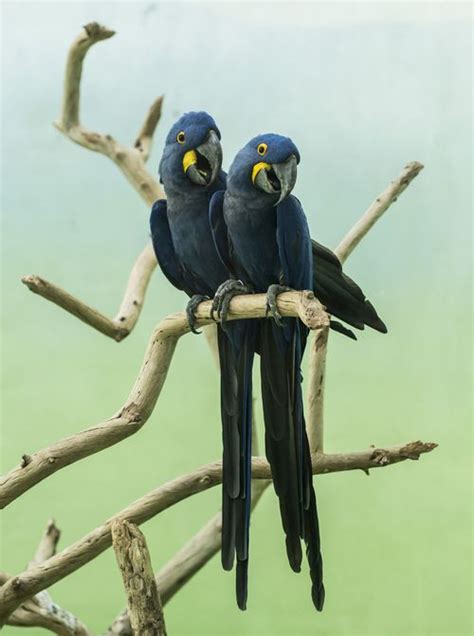 540 Parrots” Assorted Ideas Pet Birds Beautiful Birds Parrot