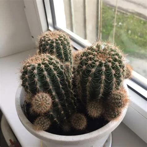 Кактус купить в Оренбурге цена 100 руб дата размещения 16 03 2025 Растения и семена