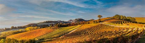 The Madama Wine Tasting In La Morra Getyourguide