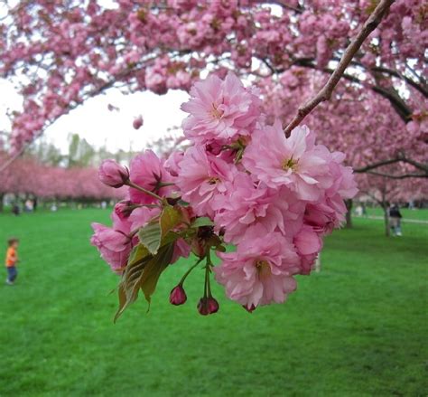 Иглолистни