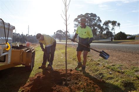 Avenue Of Trees Planted In Honour Of Presentation Babes Wagga Wagga Council News