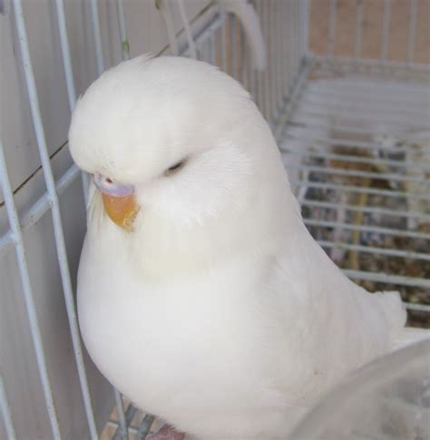 Budgie Sex Sexy Dance