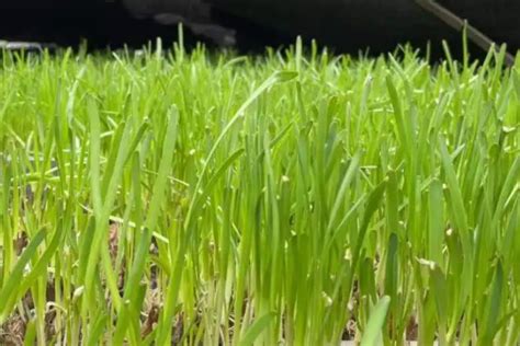 水培韭菜简单种植技术 发财农业网