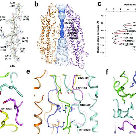 Ion Permeation Pathway Of Hpanx1 A The Em Density Of The N Terminal Download Scientific