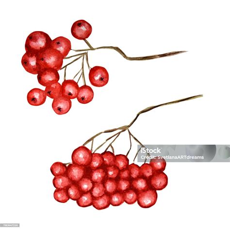 붉은 로완 가을 열매 계절 자연 베리 흰색 배경에 고립 된 가을 식물 수채화 가을 원소 손으로 그린 일러스트 세트 10월에 대한 스톡 벡터 아트 및 기타 이미지 Istock