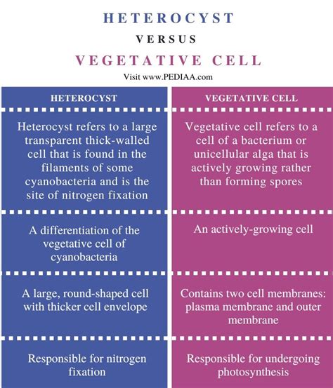 What Is The Difference Between Heterocyst And Vegetative Cell Pediaa Com