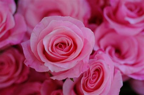 Una Rosa Es Una Planta Con Flores Perenne Leñosa Del Género Rosa En La