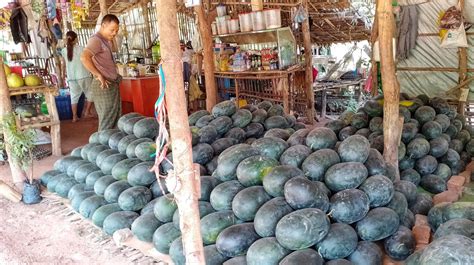 မုဒုံမြို့နယ်တွင် ဖရဲသီးများ လှိုင်လှိုင်ထွက်ရှိ ပြီး စျေးကောင်းရရှိ၍ တောင်သူများ အဆင်ပြေ