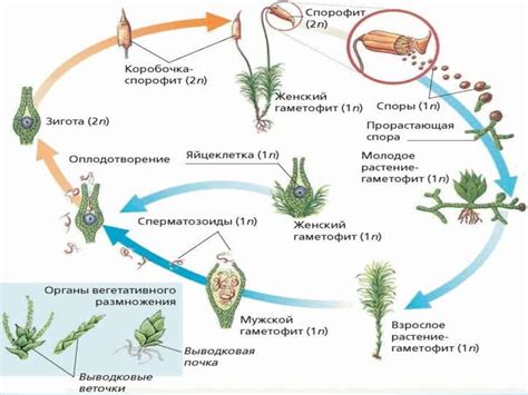Установите последовательность жизненного цикла мха кукушкина льна фото