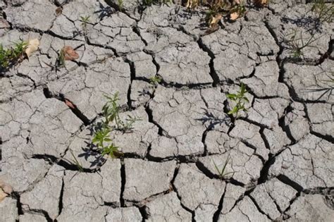 УНИЦЕФ Поради сушата на милиони деца во Африка им се заканува смрт Независен Весник