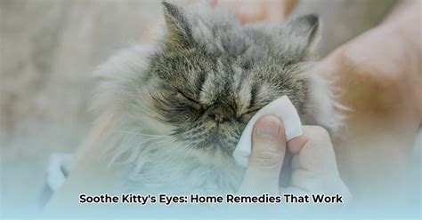 Soothing Cat Conjunctivitis At Home Safe And Effective Remedies Lifestyle And Productivity