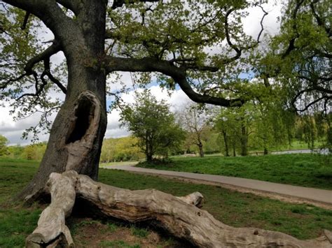 Hampstead Heath Veteran Tree Trail Launch Day Ancient Tree Forum