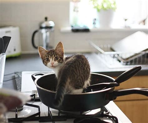 Kittens In The Kitchen A Cuteness Break For Your Post Holiday Tuesday