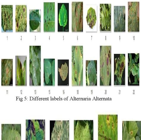 Figure 5 From Design Of Plant Leaf Diseases Detection System Employing Iot Semantic Scholar