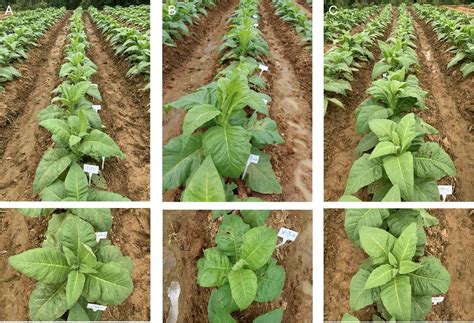 β 罗勒烯对烟草普通花叶病毒防控效果的研究