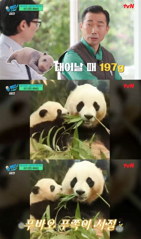 유퀴즈 강철원 판다 푸바오 100kg 넘어 호기심 多[별별tv] 스타뉴스