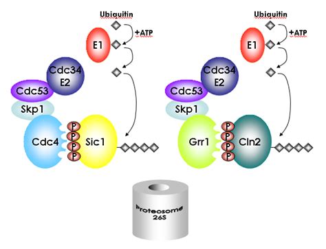 Schematic Representation Of Budding Yeast Scf These Ubiquitin Ligases