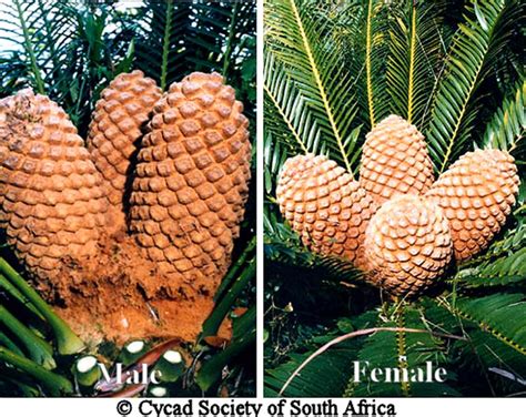Cycad Female Cone