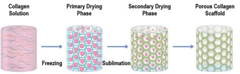 Porous Collagen Scaffolds Are Fabricated Using Freeze‐drying By Download Scientific Diagram