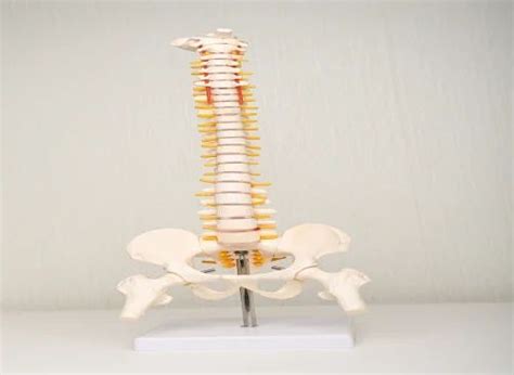 Kay Kay Pvc Tabletop Spine Model For Medical College Size 42 Cms At