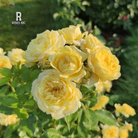 Roses Abc Rose Anny Duperey — Aka Yellow Meilove Belle Romantica