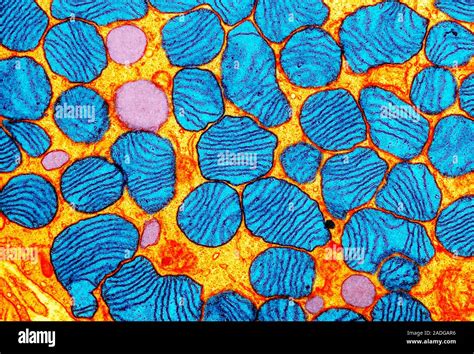 Mitochondria Coloured Transmission Electron Micrograph Tem Of Mitochondria Blue In An Mitochondria Coloured Transmission Electron Micrograph Tem Of Mitochondria Blue In An