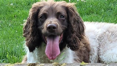 Using Sql To Calculate Working Days Using A Sequence And Simple Math