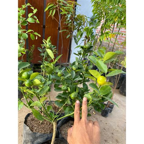Jual Jeruk Kimkit Kondisi Berbuah Shopee Indonesia