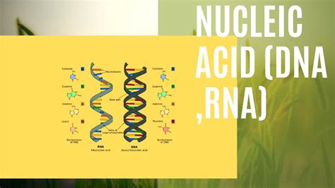 Nucleic Acid Dna And Rna Nitrogen Base Sugar Nucleoside Phosphate Nucleotide Youtube
