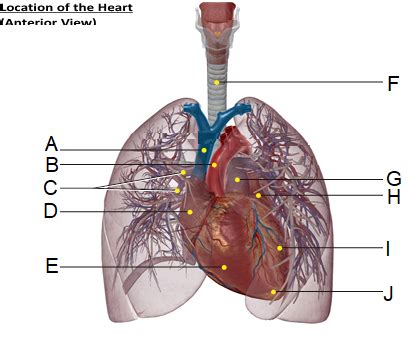 Solved 1 The Bones That Make Up The Protective Thoracic Chegg