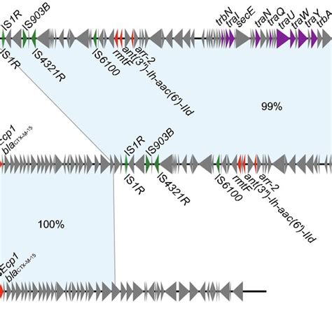 Linear Plasmid Sequence Comparison Of Plasmid Plvpk Ppekp4035 265
