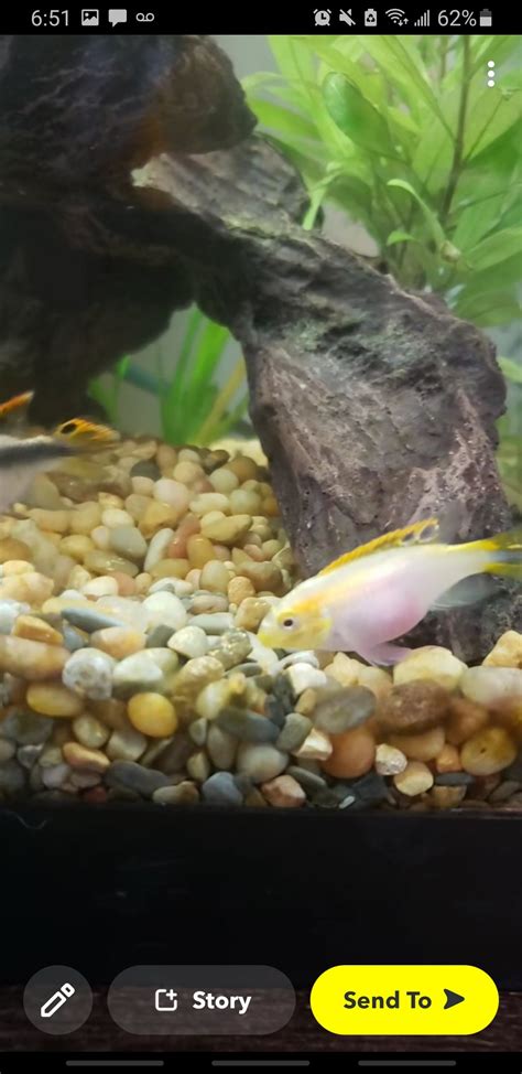 What Sex Are These Kribensis Raquarium