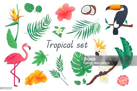 열대 3d 현실적인 세트 화려한 꽃과 손바닥 또는 몬스터 잎 히비스커스 코코넛 투칸 코카투 앵무새 플라밍고 및 기타 이국적인 정글 고립 된 요소의 번들 벡터 일러스트 레이