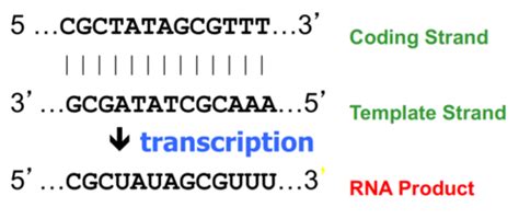 Chapter 17 18 Bio Flashcards Quizlet