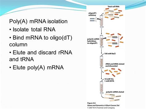 Recombinant Dna Technology Part Ii Ppt Video Online Download