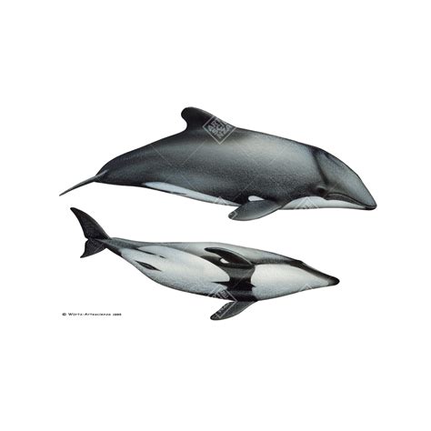 Cephalorhynchus Eutropia Archivi Artescienza Official Store