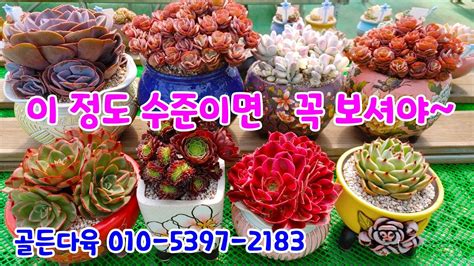 230503📍골든다육 수연 체리환타지 메비나금 핑크마녀 아트델리 화리노사 오팔리나 더스티로즈 설탕공주 Youtube