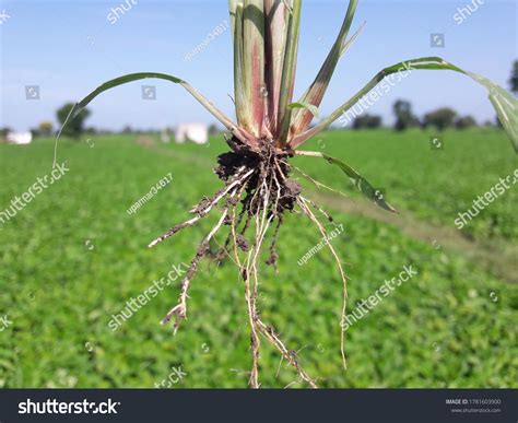 Fibrous Root System Over 342 Royalty Free Licensable Stock Photos Shutterstock