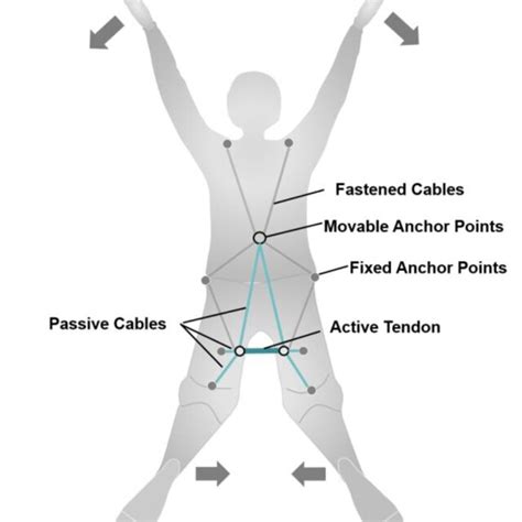 Soft Exoskeleton Structural Design Solid Circles Represent Fixed