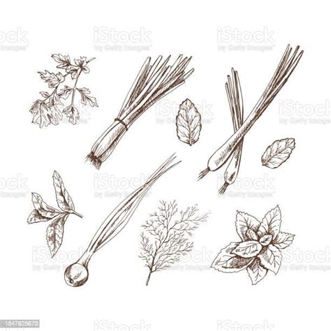 허브와 조미료의 손으로 그린 스케치 세트 부추 민트 파슬리 딜 레스토랑과 카페 메뉴 디자인 낙서 빈티지 그림입니다 음식에 대한 스톡 벡터 아트 및 기타 이미지 Istock