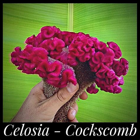 20 Red Cockscomb Celosia Seeds Red Woolflower Seeds Celosia Argentea Seeds Cristata Amaranth